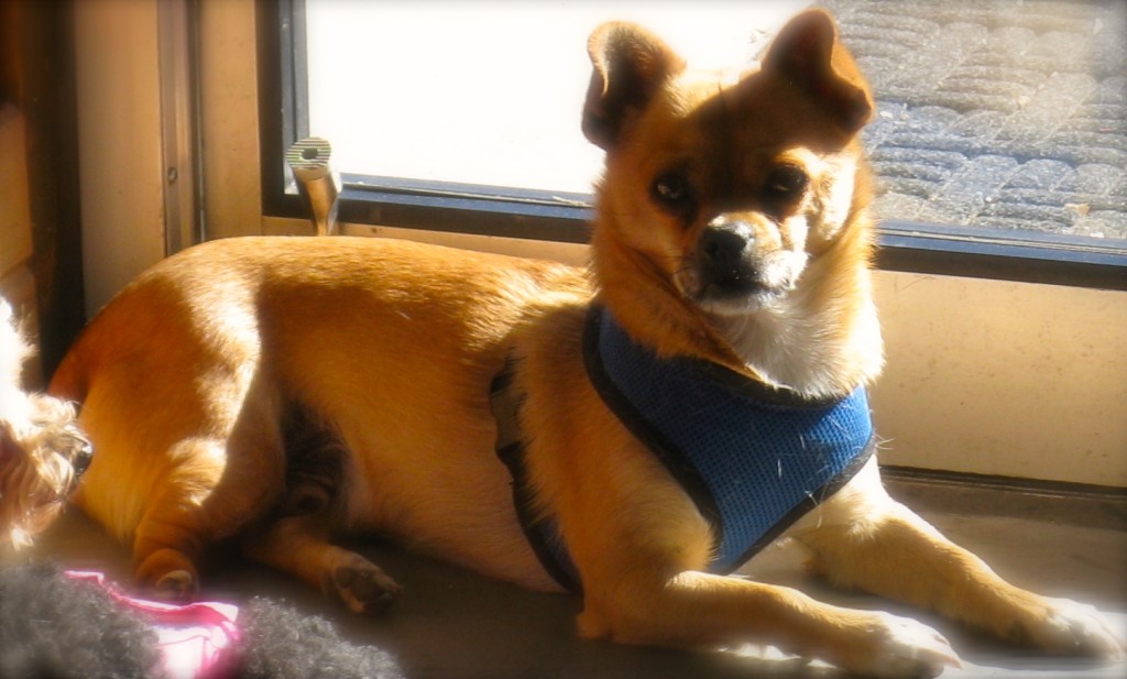 Animal Rescue Thrift Store, Colorado Springs